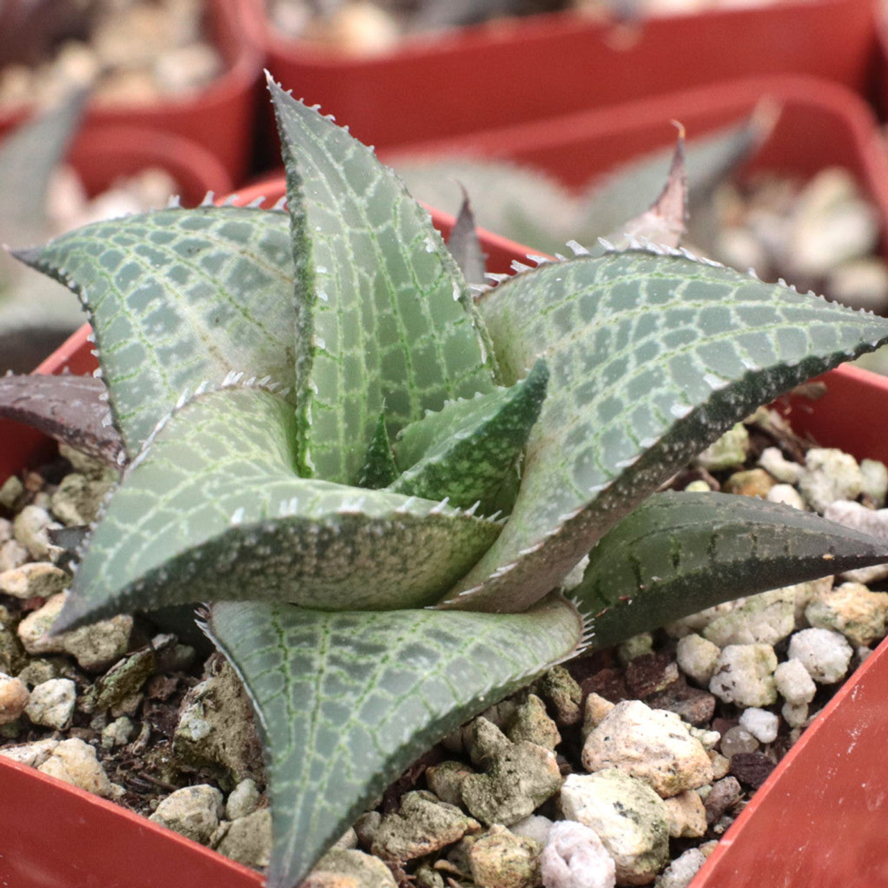 LP HAWORTHIA VENOSA 2IN – Hefty Harvest